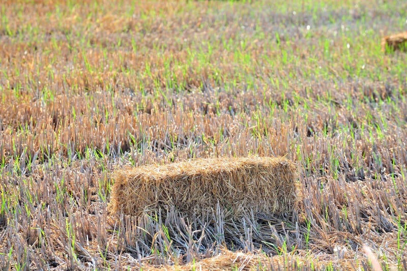 Haystack or Hay Straw. Mowed Dry Grass in Stack on Farm Field. Stock ...