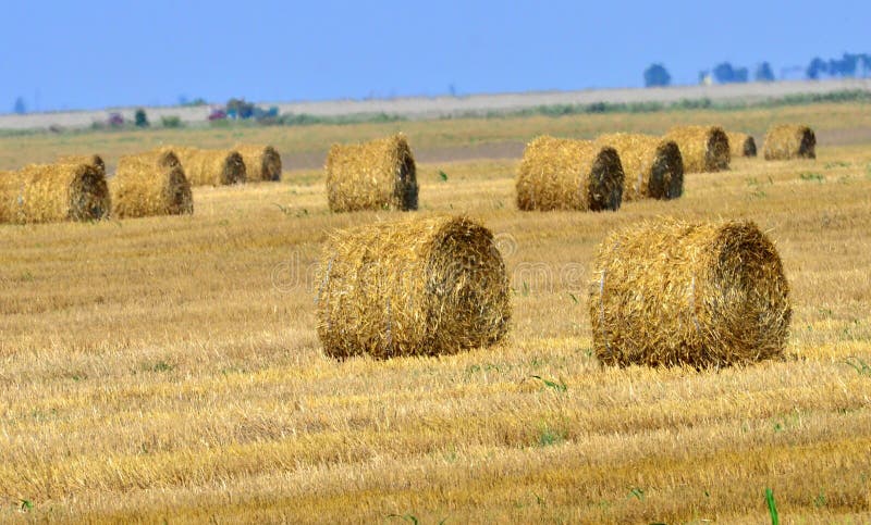 Haystack stock photo. Image of reap, producer, ground - 48554542