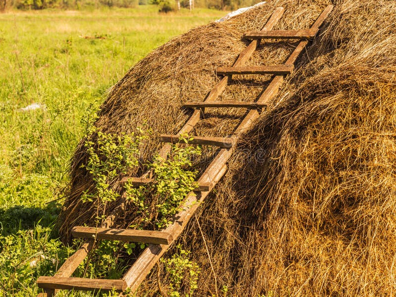Haystack with a Ladder on the Green Grass Stock Photo - Image of rural ...