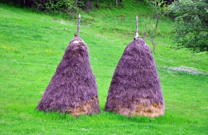 Haystack stock photo. Image of gather, food, agricultural - 63755342