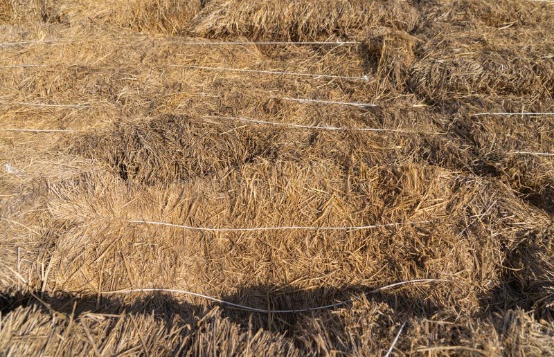 Haystack or Natural Dry Hay Straw in Grain Field in Farm. Pattern ...