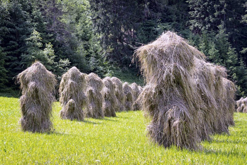 Haystack stock photo. Image of outdoors, plant, field - 35334698