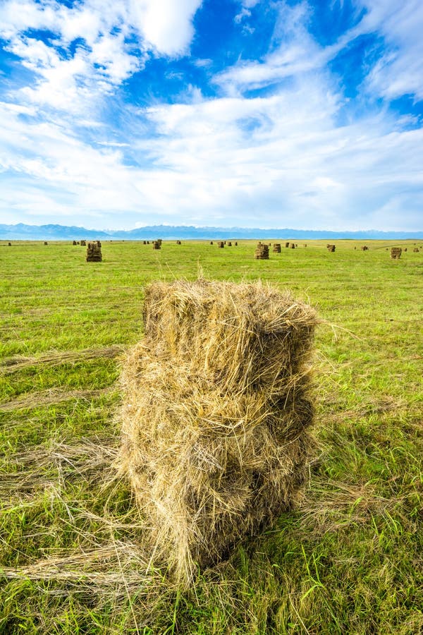 Haystack on the prairie stock photo. Image of harvest - 127655244