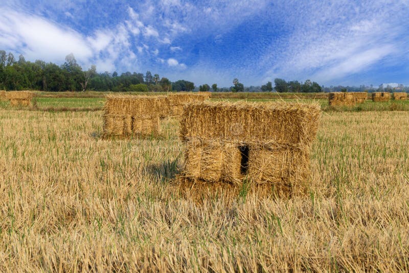Rice straw bales stock image. Image of farmland, outdoor - 28790745