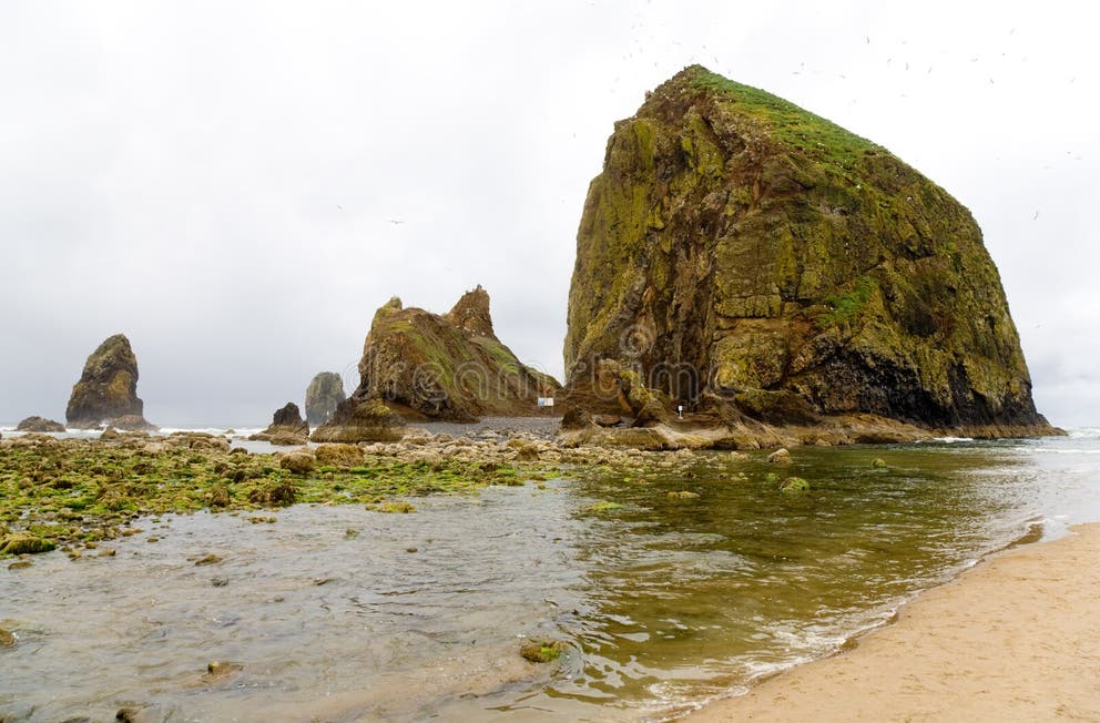 Haystack Rock Bird Sanctuary Stock Photo - Image of sand, sanctuary ...