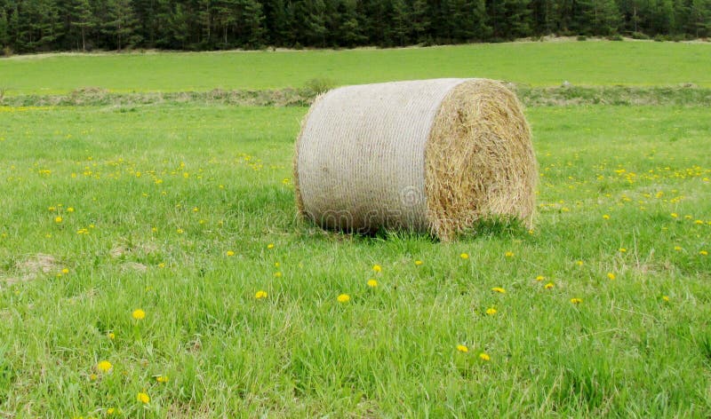 Haystack on a Green Meadow. Stock Image - Image of haystack, fresh ...