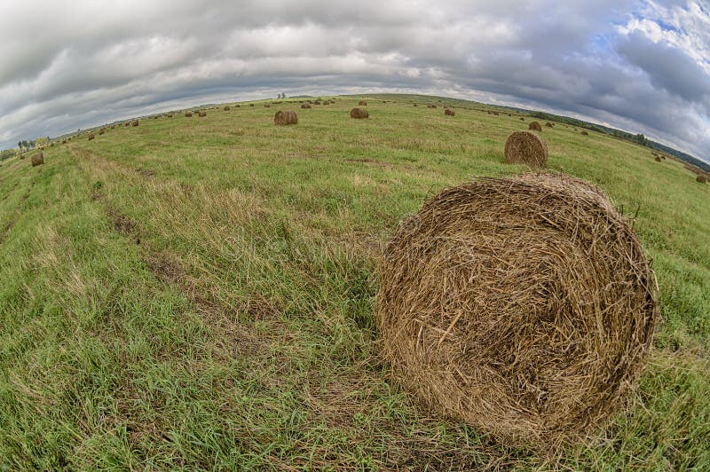 Haystack Rolls on the Field with Green Grass and Cloudy Sky. Fish-eye ...
