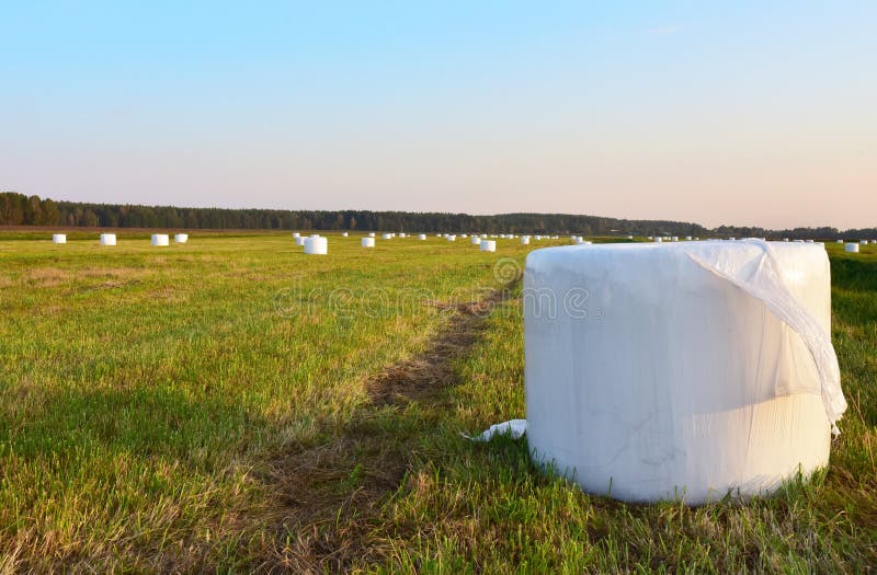 Haystack in Rolls in White Packages Stored in Field. Packed Hay Rolls ...