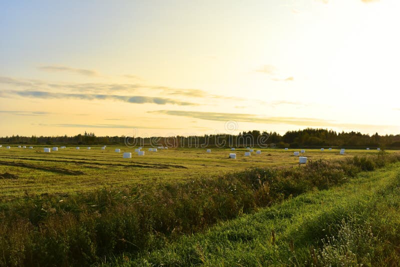 Haystack in Rolls in White Packages Stored in Field. Packed Hay Rolls ...