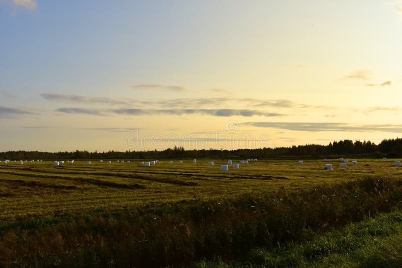 Haystack in Rolls in White Packages Stored in Field. Packed Hay Rolls ...