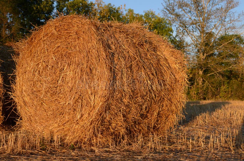 Haystack stock photo. Image of vegetation, nature, wildlife - 78512550