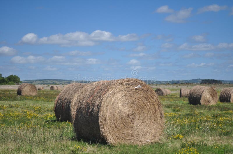 Haystack stock photo. Image of field, nature, south - 131326168