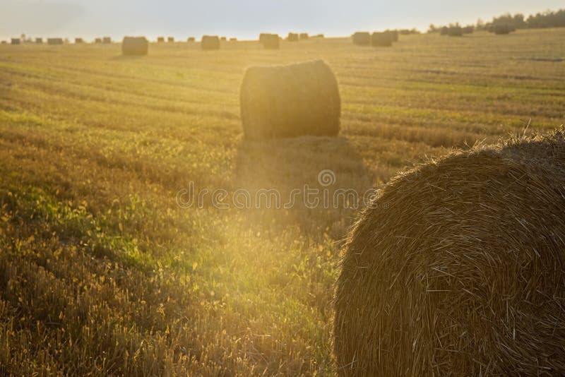 Haystack stock photo. Image of plants, landscapes, cylinder - 58454290