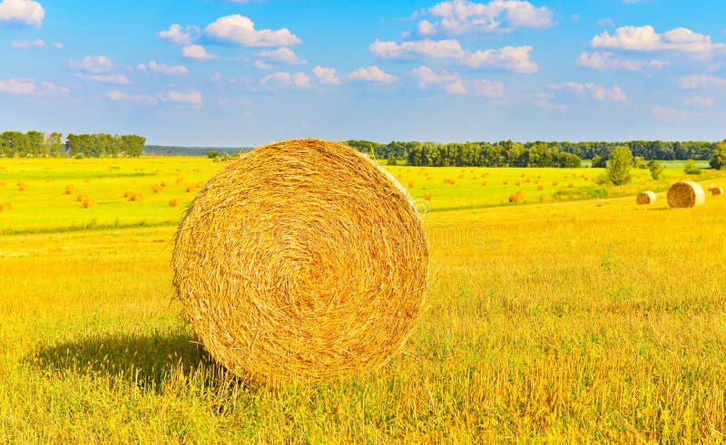Haystack stock photo. Image of country, sunlit, summer - 43884132