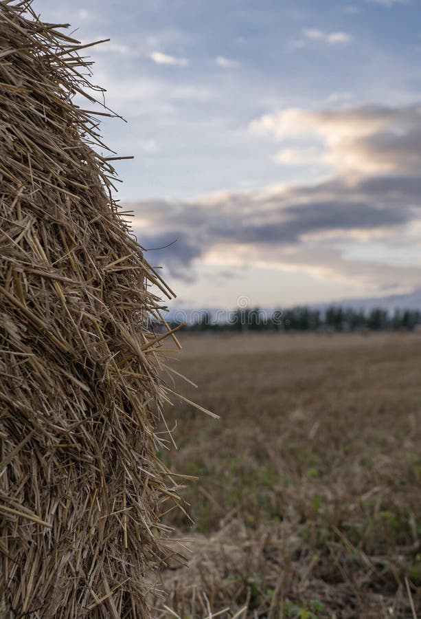 Haystack at Sunset in the Field Stock Photo - Image of earth, landscape ...