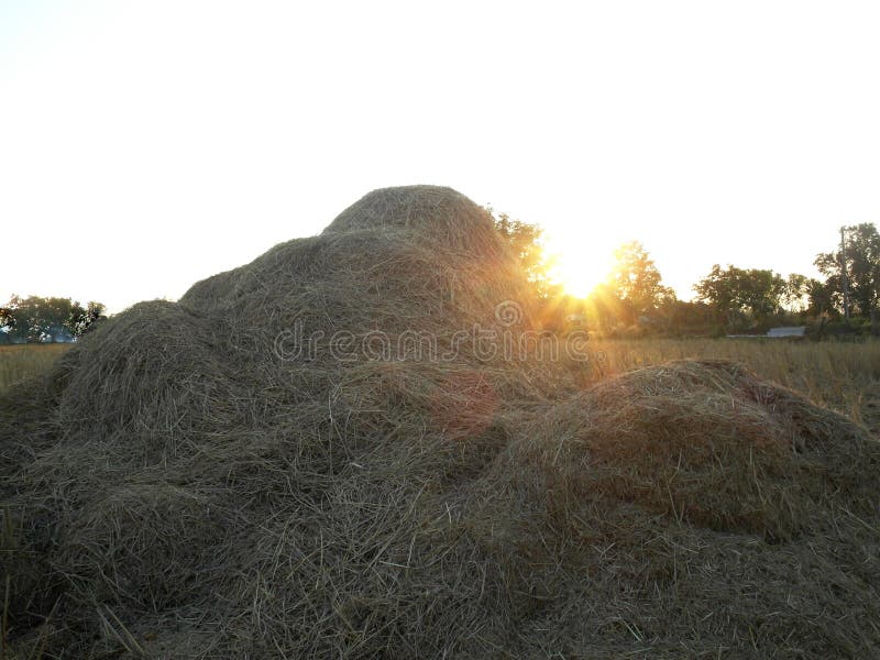Haystack stock photo. Image of prairie, sunrise, nature - 208568962