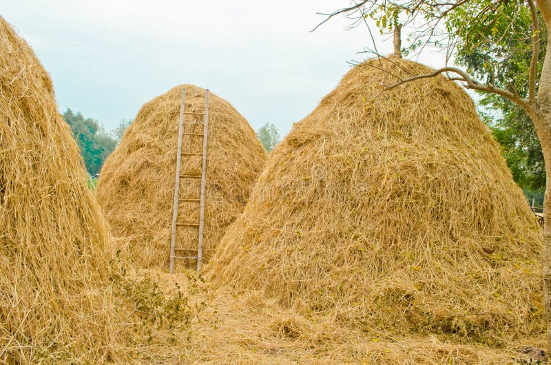 Haystack in Thailand stock photo. Image of grain, garden - 22732708