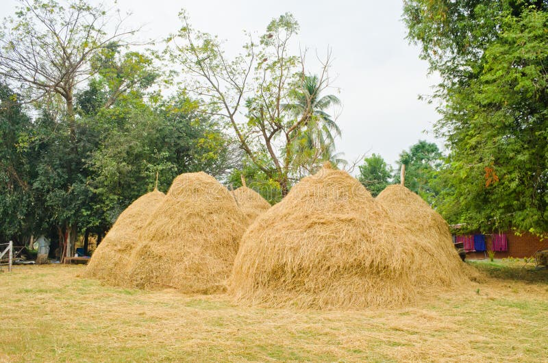 Haystack in Thailand stock photo. Image of asia, farm - 22733486