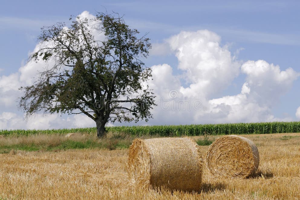 Haystack, Tree and Maize Field by Summertime in the Countryside Stock ...