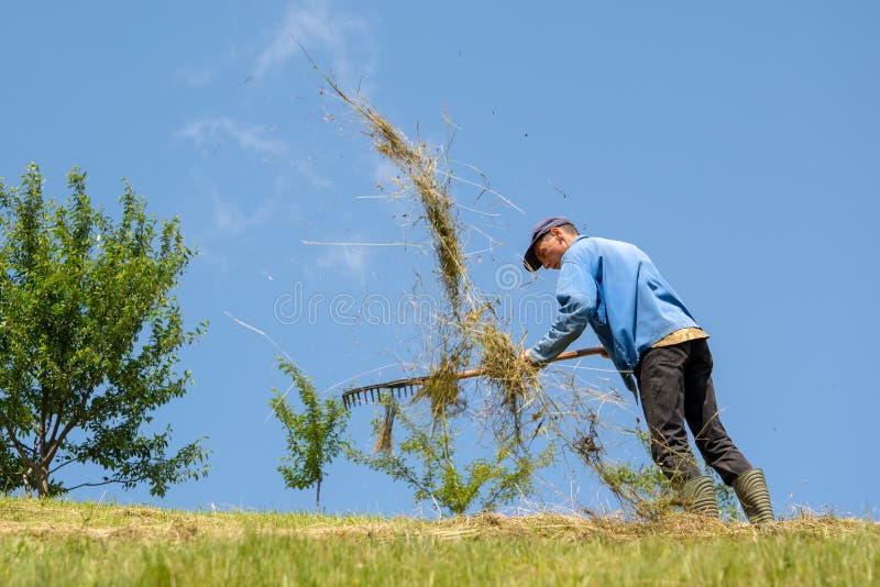 Haystack Workers on Traditional Farming Editorial Stock Photo - Image ...