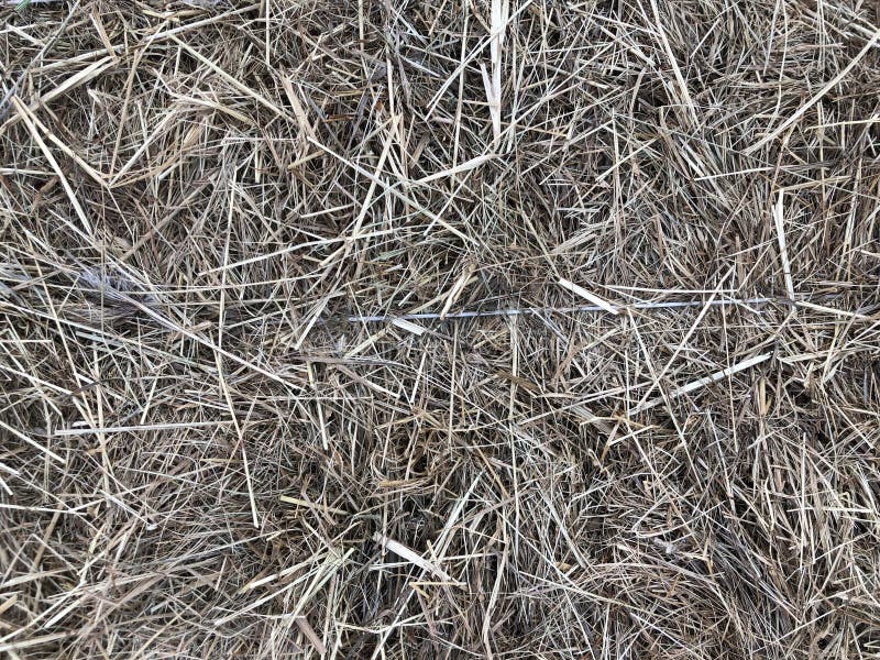 Haystack in the yard stock image. Image of mill, home - 249313759