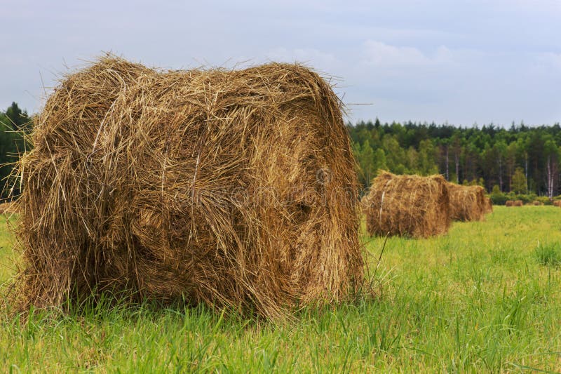 Haystacks stock image. Image of ranch, food, color, circle - 10655249