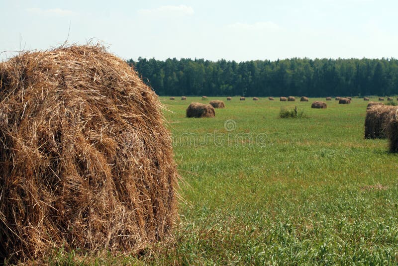 Haystacks stock image. Image of heap, fall, growing, farm - 16969827