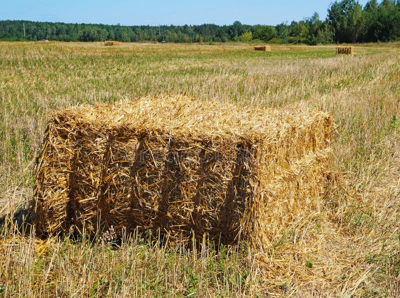 Haystacks All Over the Field. Stock Image - Image of grain, meadow ...