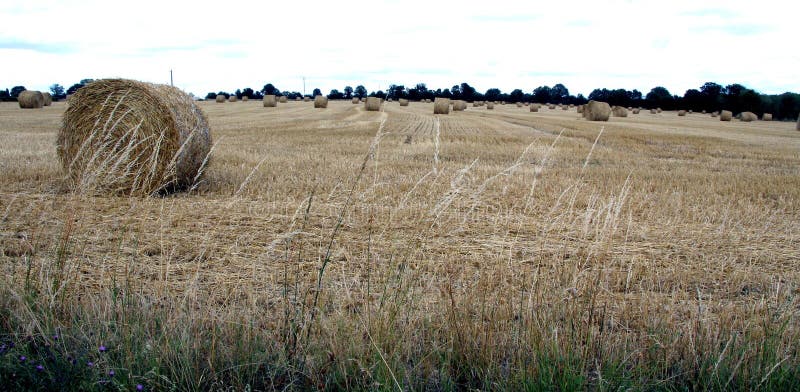 Haystacks stock image. Image of fields, harvest, rural - 197049957