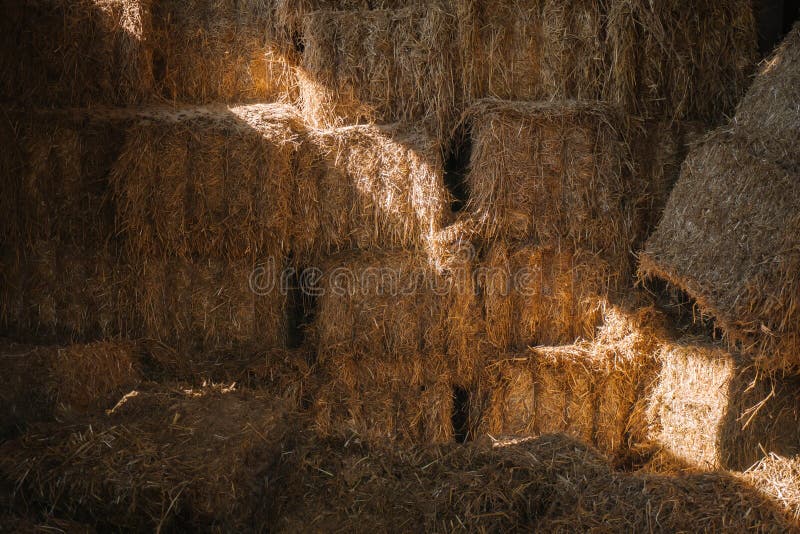 Haystacks in a Barn. Close-up. Golden. Spring Stock Image - Image of ...