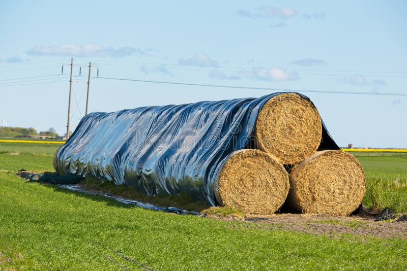 Haystacks Covered with a Big Black Plastic Bag in a Field Under the ...