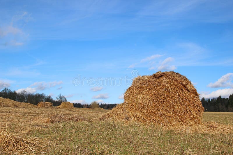 Haystacks on the farm stock image. Image of harvest, seeds - 57106279