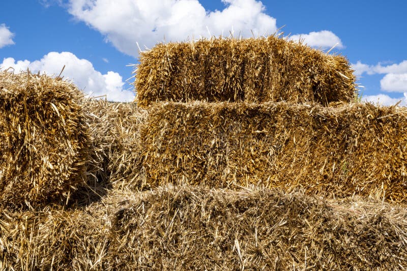 Haystacks on Farm, Colorado, USA Stock Photo - Image of colorado ...