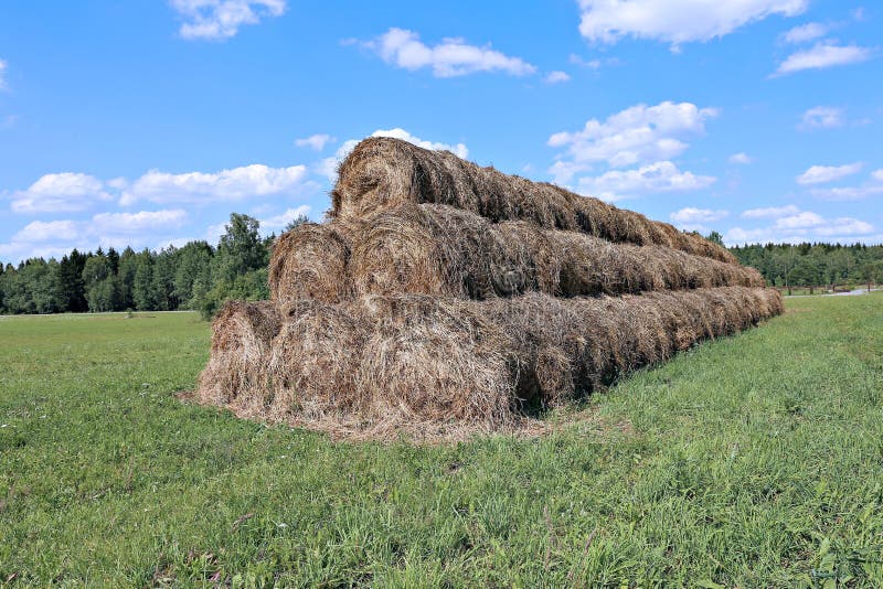 Haystacks on the Farm in Field Stock Image - Image of ears, field: 64709559