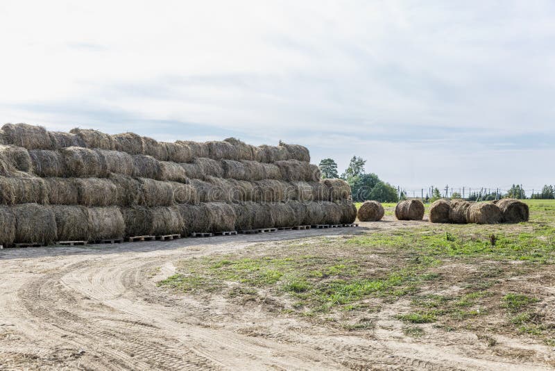 Haystacks in the Field. Autumn Cleaning Season Stock Photo - Image of ...