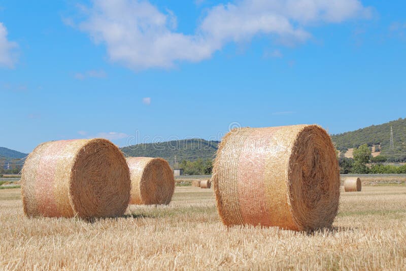 Haystacks in the Field after Harvest. Dry Straw on Haystack Field ...