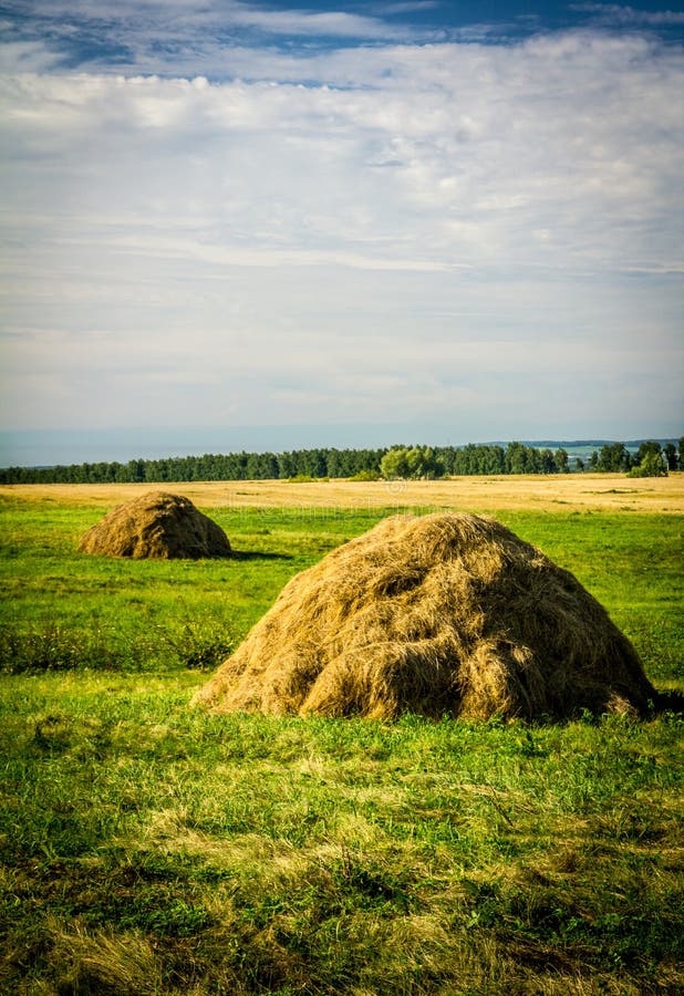 Haystacks in a field stock image. Image of grass, plant - 99754029