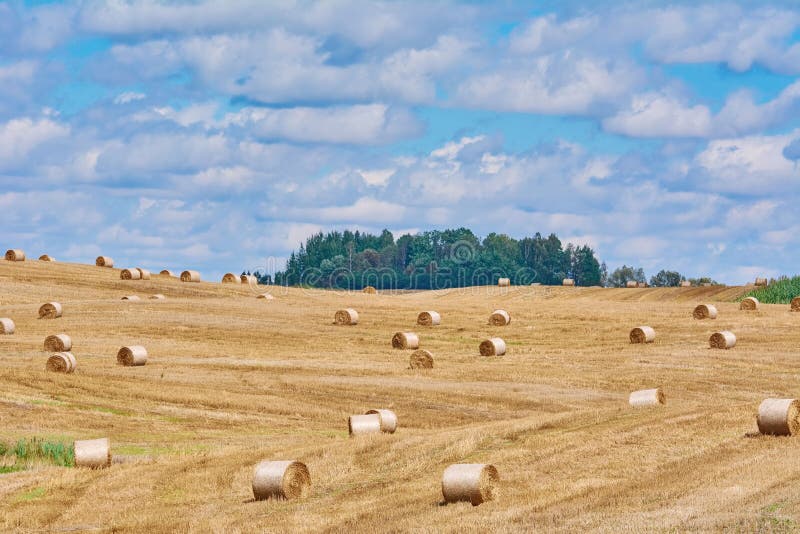 Haystacks on the Field stock photo. Image of farmland - 88934090