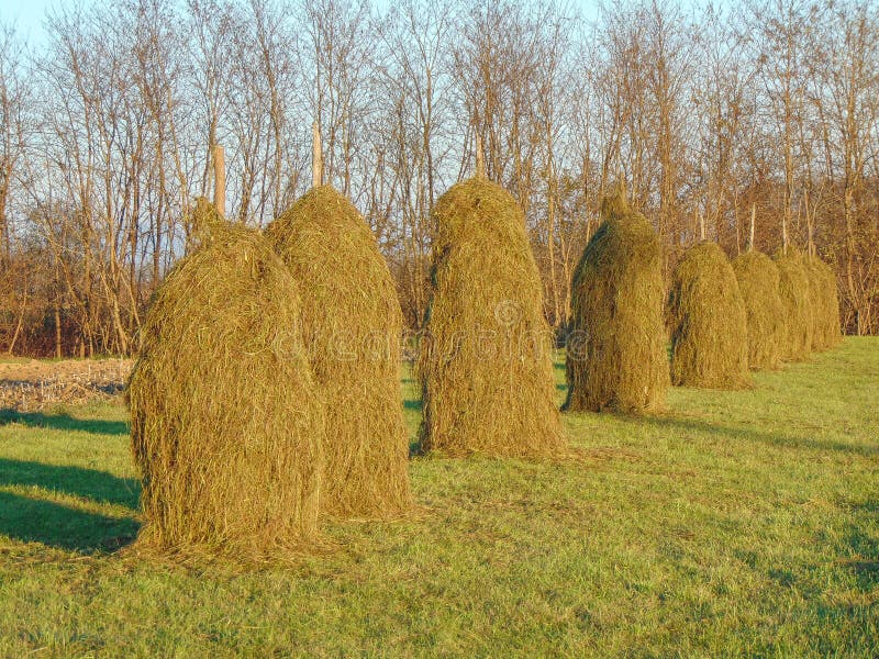 Haystacks in the Field in Maramures County, Romania Stock Image - Image ...