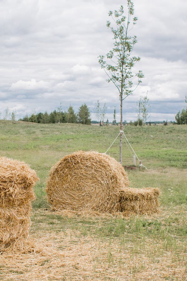 Haystacks in a Field on a Meadow in Summer Stock Image - Image of ...