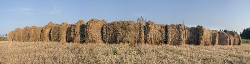 Haystacks in a field stock photo. Image of horizontal - 75875342