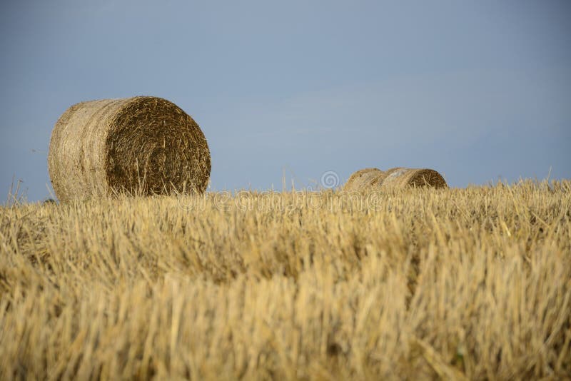 Haystacks in a field stock photo. Image of flowering - 43430476