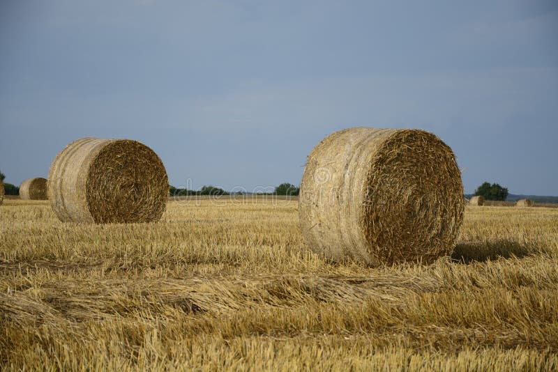 Haystacks in a field stock image. Image of bundle, grain - 43430769