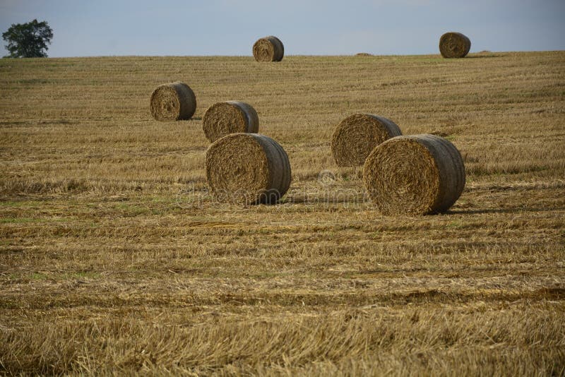Haystacks in a field stock photo. Image of clumps, pasture - 43430808
