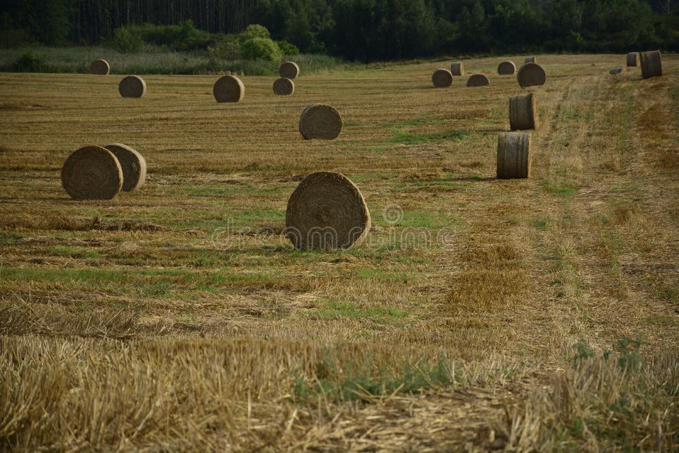 Haystacks in a field stock image. Image of blooming, agriculture - 43431261