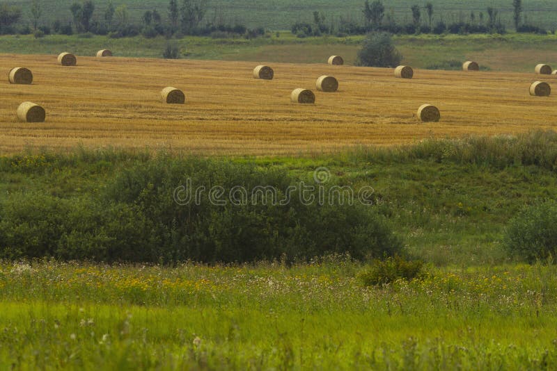 Haystacks on a field stock image. Image of plant, farm - 76211581