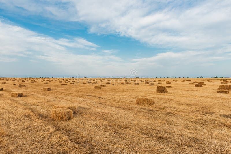 Haystacks on the Field Scene Stock Image - Image of scenery, bale ...