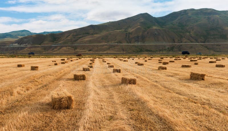 Haystacks on the Field Scene Stock Photo - Image of horizon, field ...