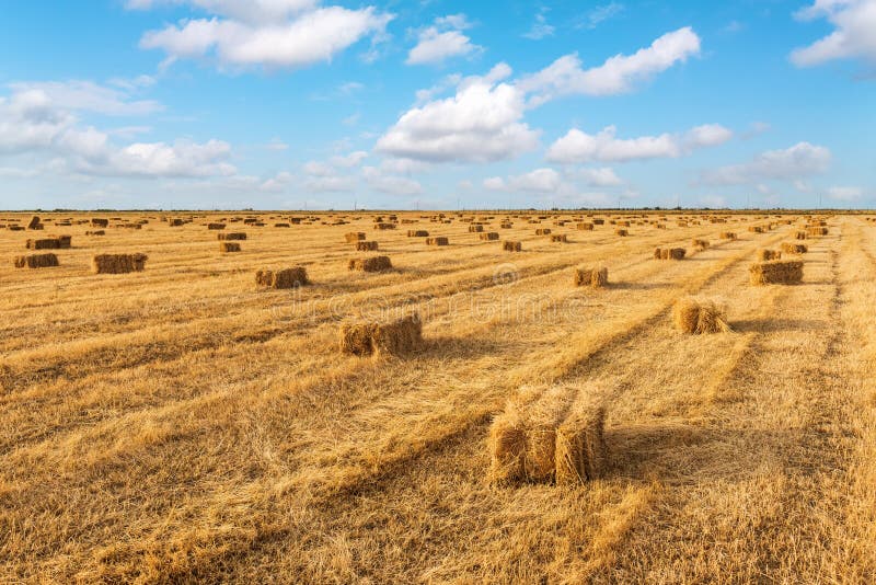 Haystacks on the Field Scene Stock Photo - Image of cloud, pack: 221177086