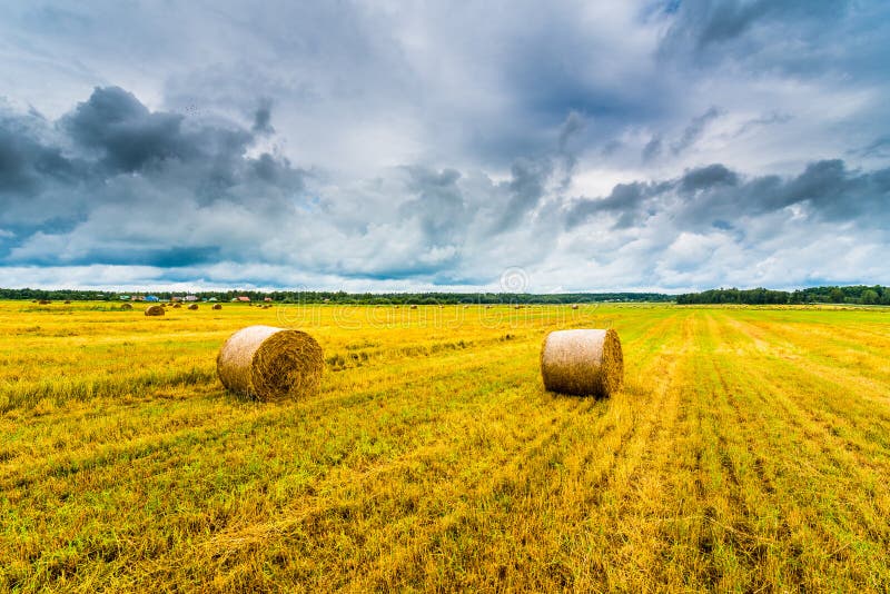 Haystacks in the field stock photo. Image of fall, land - 240714978